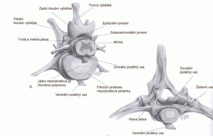 Anatomie a fyziologie systému :: Operace-patere07